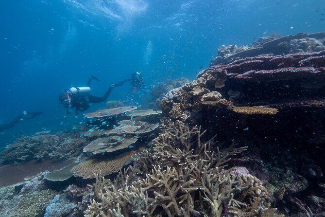 Snorkel & Dive the Reef: Sustainable, Scientific & Cultural Tour - In The Sum Up