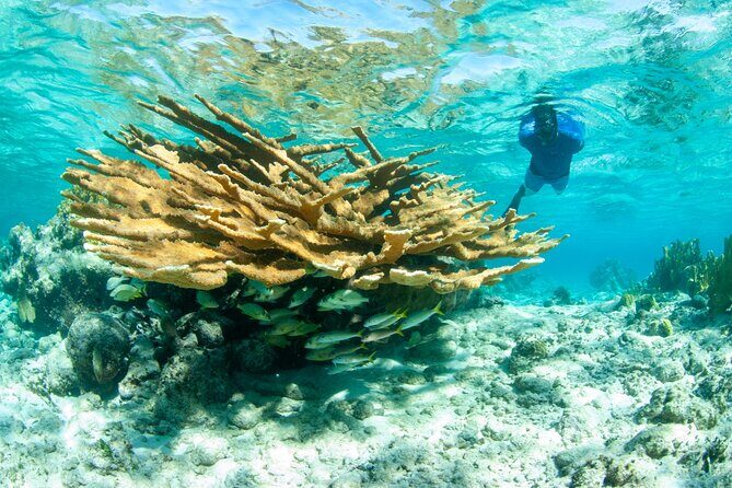 Snorkel Eco Tour - Why This Tour Works Well