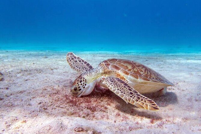 Snorkel Experience in Bonaire - The Reef Stops and Snorkeling Experience
