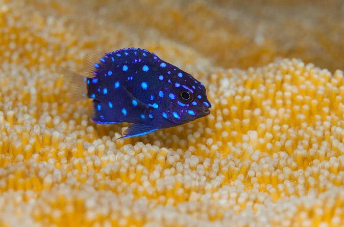 Snorkel Experience in Bonaire - Price and Value