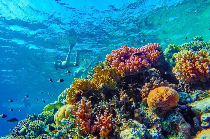 Snorkel Experience in Bonaire - Authentic Experiences and Reviews