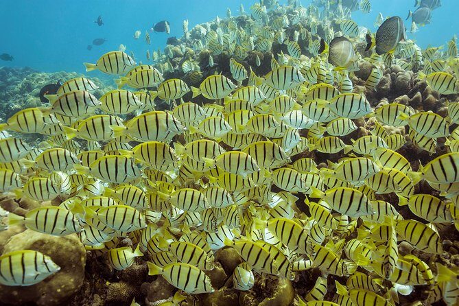 Snorkel & Explore Pelican Rock by Glass Boat + Photos - Introduction and Overall Impression