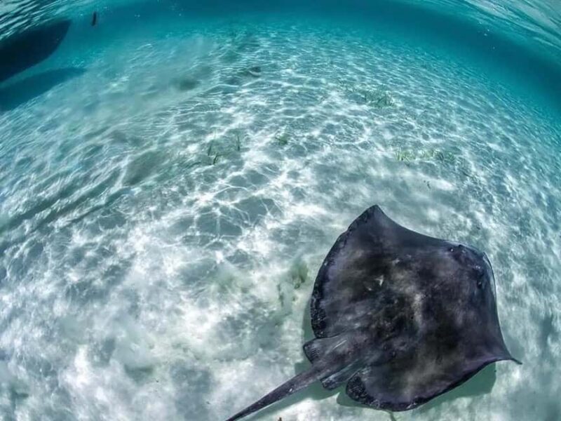 Snorkel in Cozumel and visit to El Cielo - The Sum Up: Who Will Love This Tour?