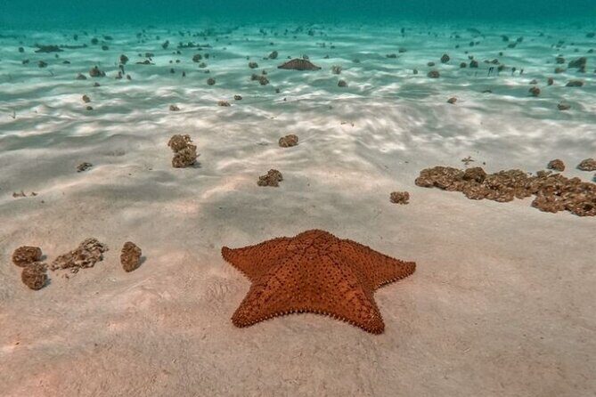 Snorkel in Paradise Cozumel El Cielito Palancar Reef Colombia - Introduction