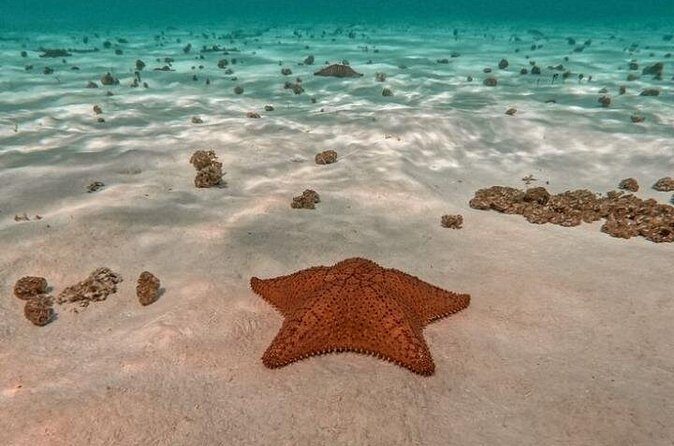 Snorkel in Paradise Cozumel El Cielito Palancar Reef Colombia - Who Should Consider This Tour?