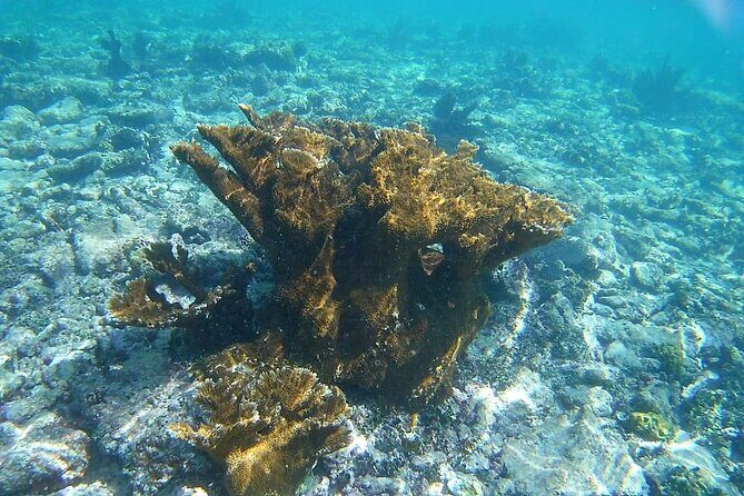 Snorkel in the Costa Maya Reef and Rest on the Beach - Final Thoughts