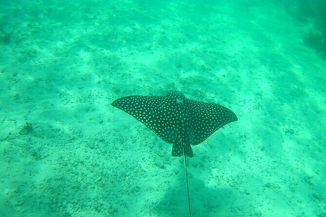Snorkel in the Costa Maya Reef and Rest on the Beach - FAQ