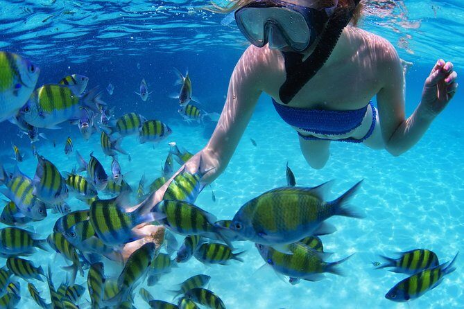 Snorkel in the turquoise Caribbean Sea in Puerto Morelos. Transport included - What Travelers Are Saying: Authentic Insights