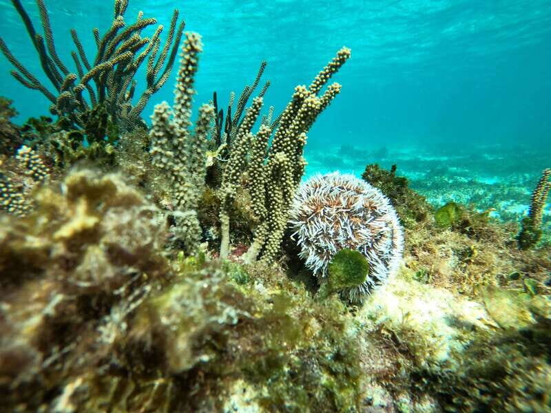 SNORKEL IN TULUM REEF, BOAT RIDE AND CALETA - Why You Might Love This Tour