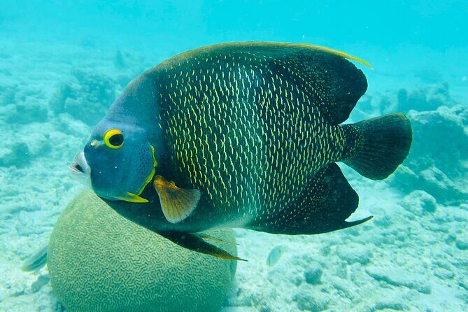 Snorkel marathon - Who Should Book This Tour?