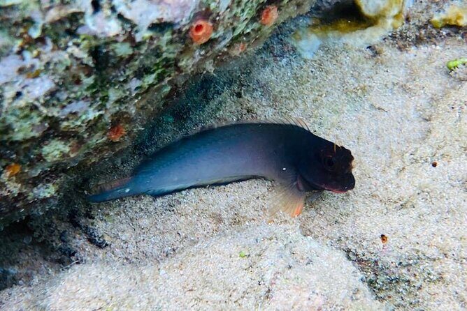 Snorkel marathon - The Sum Up