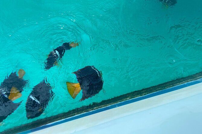 Snorkel & Playa Nopalera  Private Tour  Punta Mita - Key Points