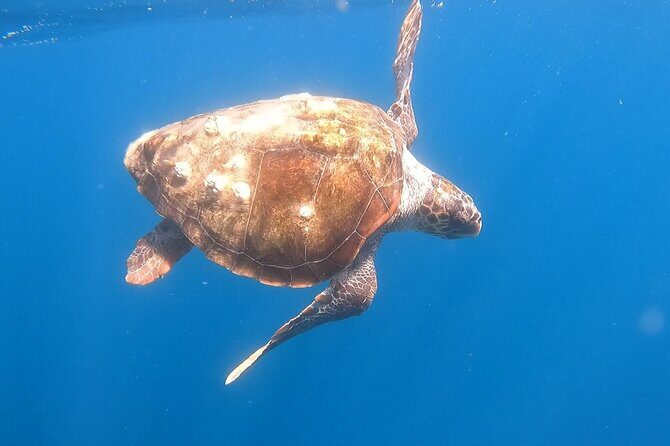 Snorkel Privately in Cabo San Lucas - An Honest Look at the Experience