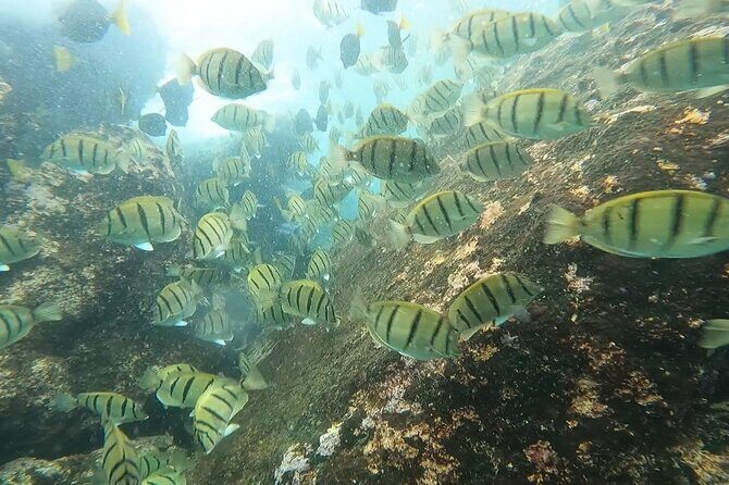 Snorkel Privately in Cabo San Lucas - FAQ