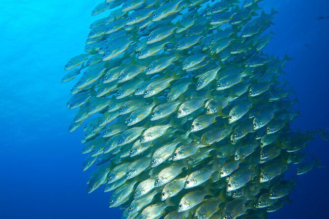 Snorkel Rental 24h, discover Tenerifes Ocean on your own! - Why Snorkel in Tenerife?