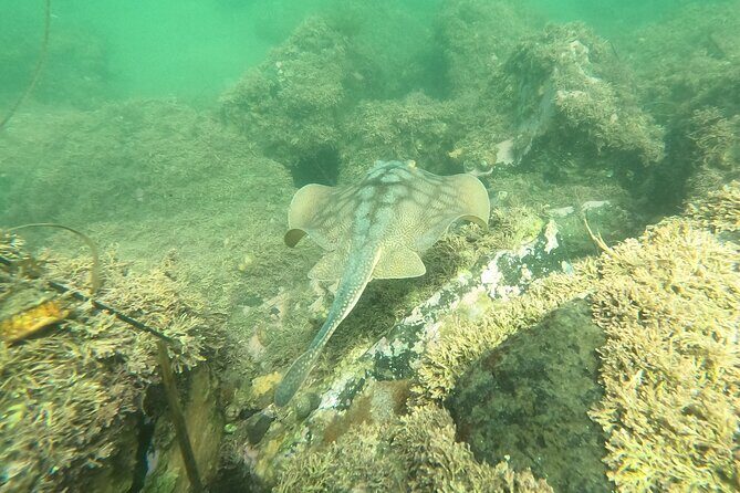 Snorkel San Diego's Mission Bay with a Marine Biologist - The Practical Details