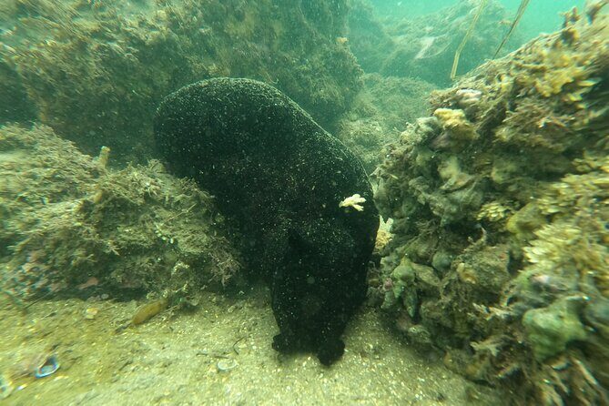 Snorkel San Diego's Mission Bay with a Marine Biologist - The Sum Up: Is This Tour Worth It?