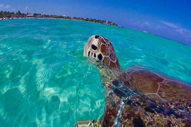 Snorkel St. John Tour from Sapphire and Margaritaville - Key Points