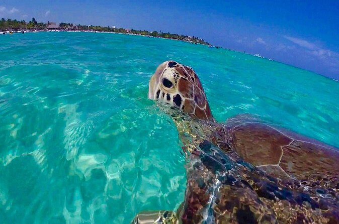 Snorkel St. John Tour from Sapphire and Margaritaville - Practical Tips for Travelers