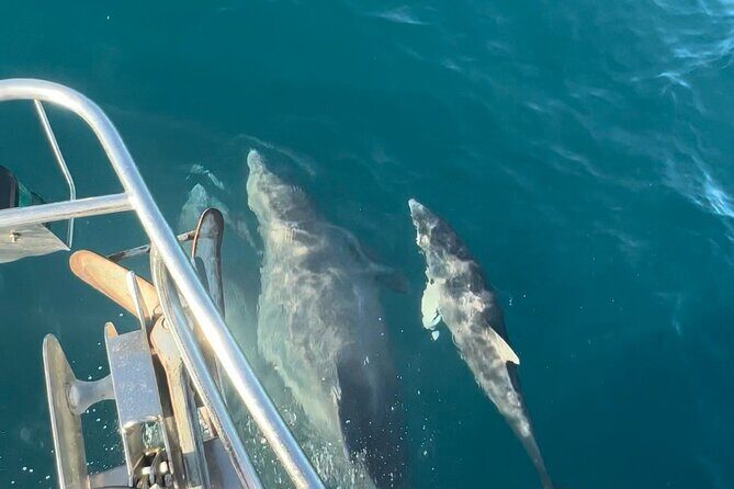 Snorkel, Swim & Dolphin Sightseeing Sail Aboard the Daydreams - FAQ