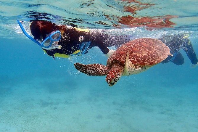 Snorkel/Swim with the Turtles Experience - What’s Included and What’s Not
