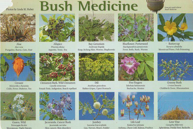 Snorkel/Swim with the Turtles Experience - Who Would Love This Experience?