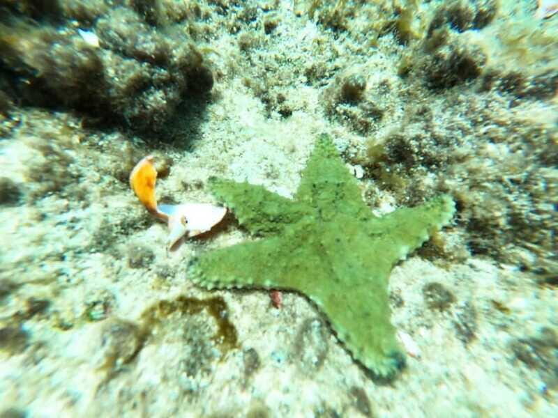 SNORKEL & TEQUILA TASTING - Who Should Consider This Tour?