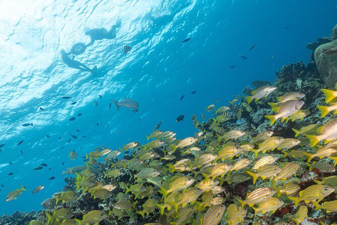 Snorkel Tour at Musa and Manchones Reef - The Comfort and Organization