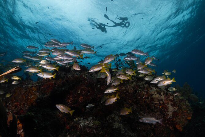 Snorkel Tour at Musa and Manchones Reef - Return and Reflection