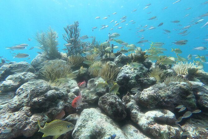 Snorkel Tour in Curacao - The Experience: What It Feels Like for Travelers