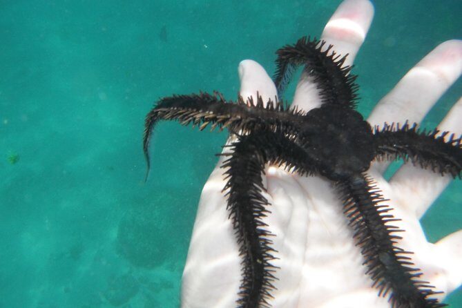 Snorkel Tour in Las Gatas Water Break - Frequently Asked Questions