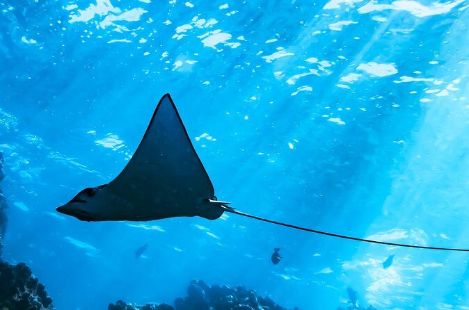 Snorkel Tour - San Jose del Cabo - Practical Considerations