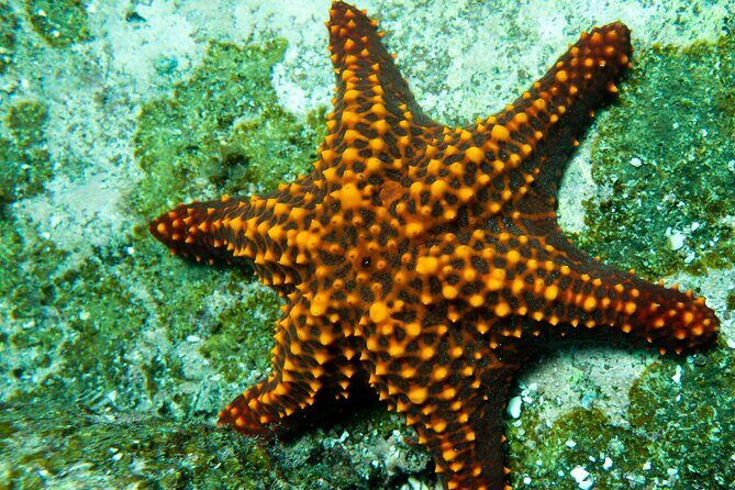 Snorkel Tour - San Jose del Cabo - FAQ