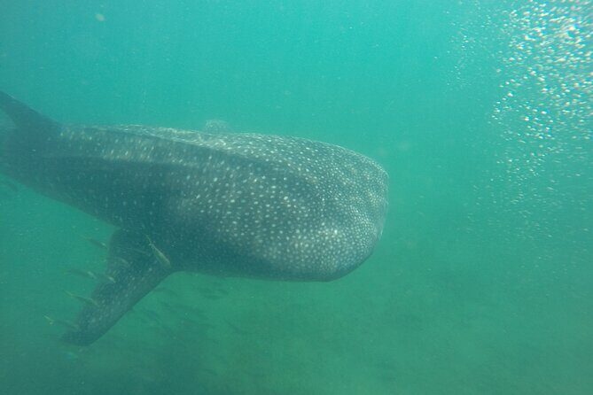 Snorkel Tour with Whale Shark in La Paz - An In-Depth Look at the La Paz Whale Shark Snorkel Tour