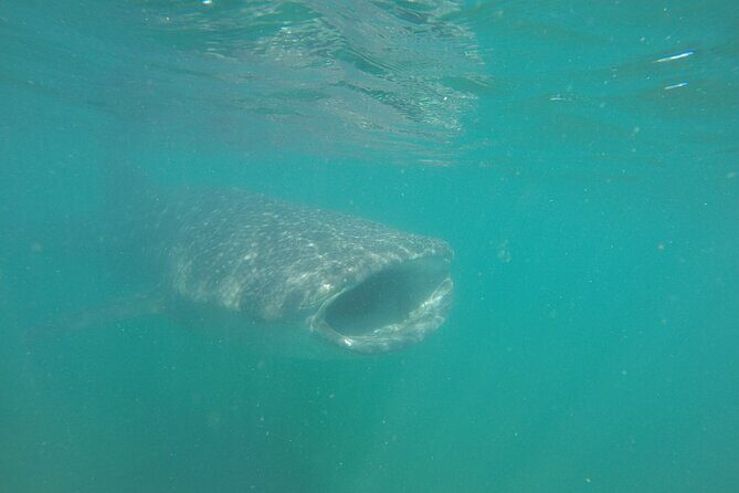 Snorkel Tour with Whale Shark in La Paz - Who Should Book This Tour?