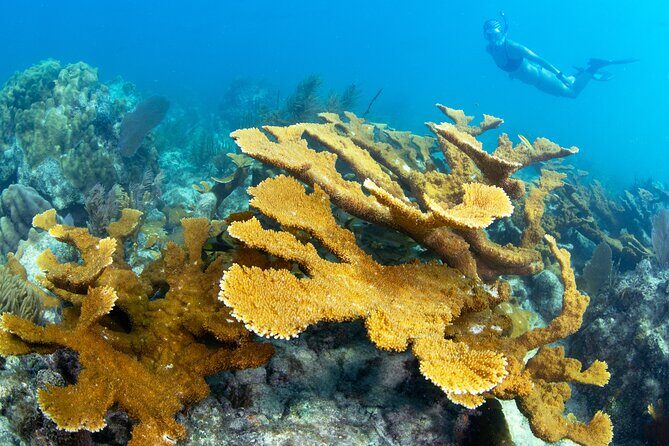 Snorkel Tours to Shallow Coral Reefs at Pennekamp Underwater Park - Why You Should Consider This Tour