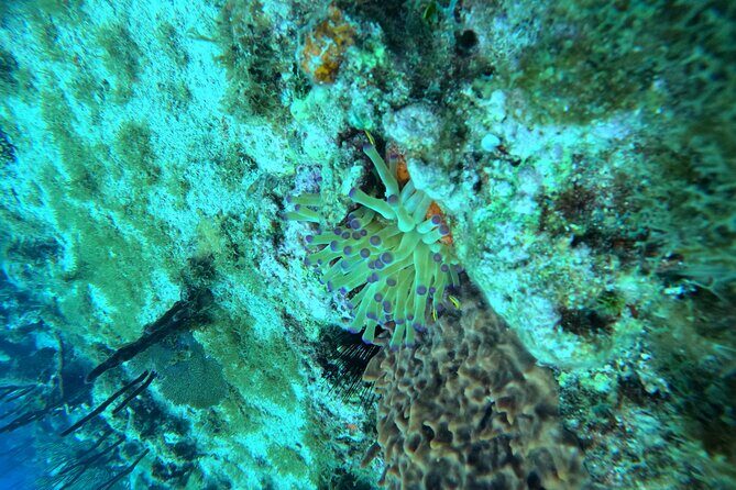 Snorkel trip + natural pool Bávaro - How Much is the Tour and Is It Worth It?