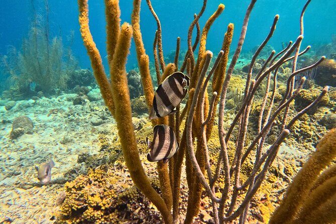 Snorkel Trip on a Catamaran Yacht All Inclusive Experience - Frequently Asked Questions