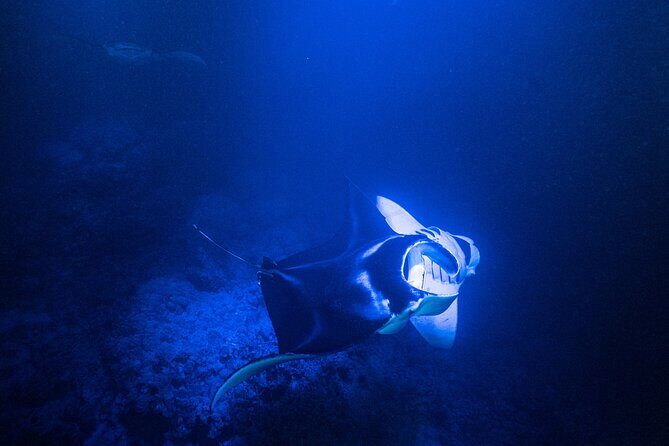 Snorkel With Giant Manta Rays In Kailua Kona - Value for Money and Practical Considerations