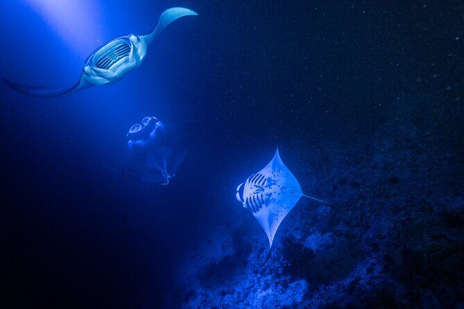 Snorkel With Giant Manta Rays In Kailua Kona - Who Will Love This Tour?