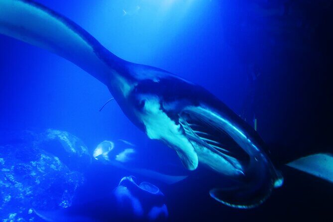 Snorkel With Giant Manta Rays In Kailua Kona - FAQ