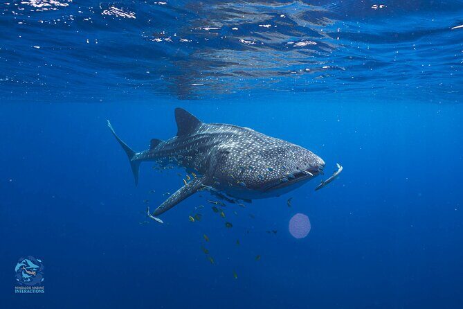 Snorkel with Giants at Ningaloo Reef - Why This Tour is Worth Your Consideration