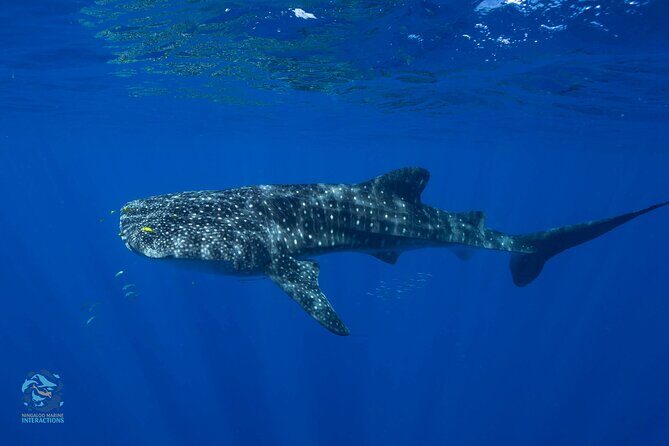 Snorkel with Giants at Ningaloo Reef - Who Should Consider This Tour?