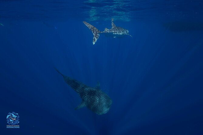 Snorkel with Giants at Ningaloo Reef - Frequently Asked Questions