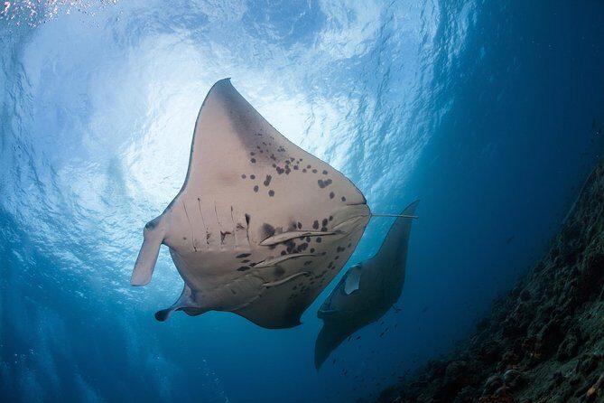 Snorkel with Manta Rays Guaranteed - How the Tour Begins: Meeting at Keauhou Bay