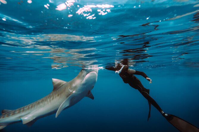 Snorkel with sharks on the North Shore of Oahu - Key Points