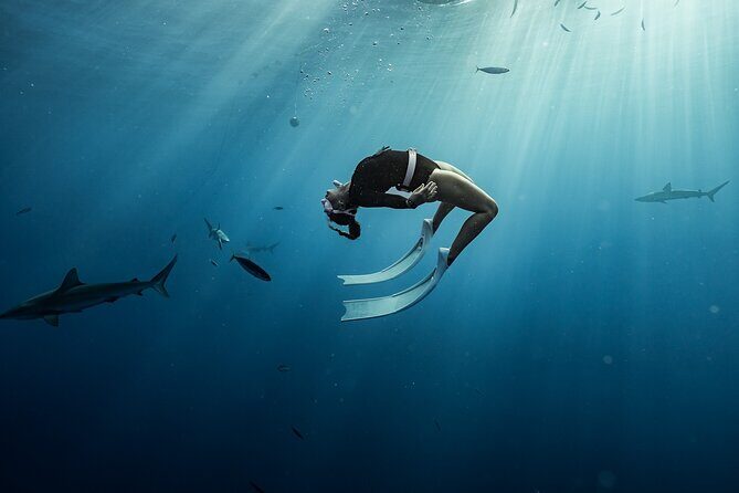Snorkel with sharks on the North Shore of Oahu - FAQ About Snorkeling with Sharks on Oahu’s North Shore