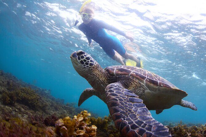 Snorkel with Turtles - Introduction