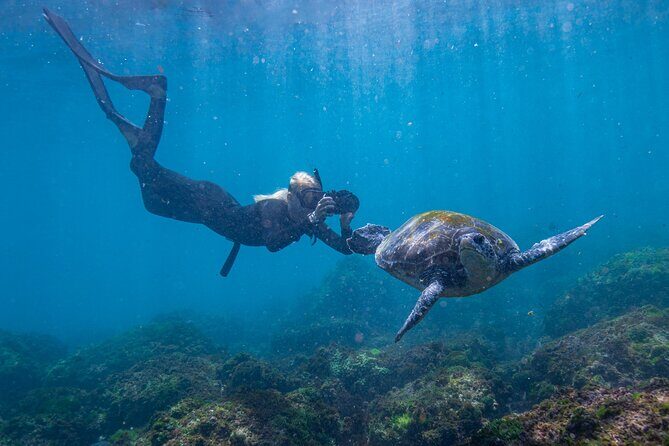Snorkel with Turtles Gold Coast - Overview: A Well-Rounded Underwater Outing