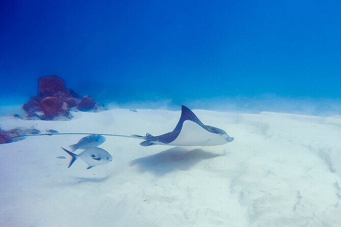 Snorkel with Turtles Gold Coast - The Sum Up: A Personal, Authentic Marine Adventure